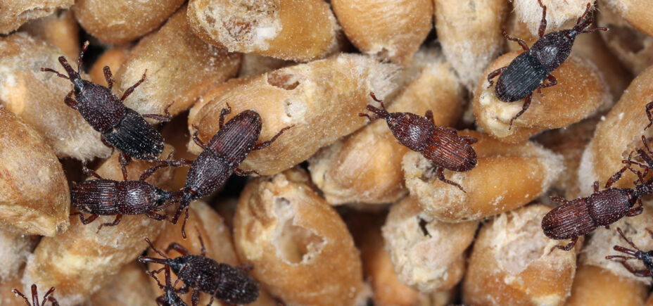 Grain Fumigation Specialists | How to fumigate wheat & barley | BPCA Reg